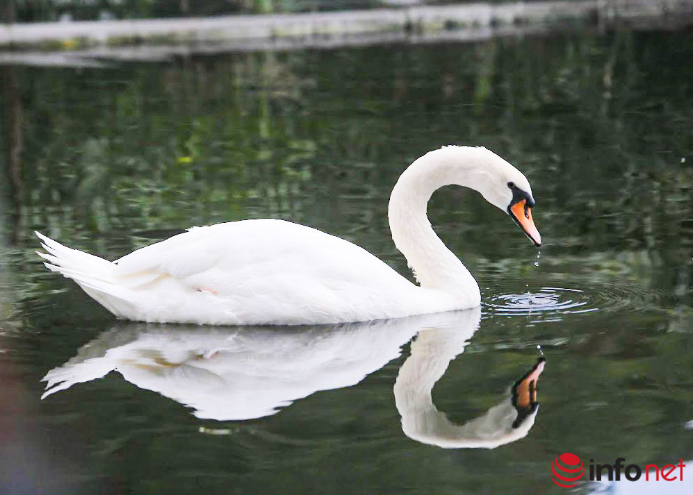 Những con thiên nga còn sống sót lại ở hồ Thiền Quang giờ ra sao