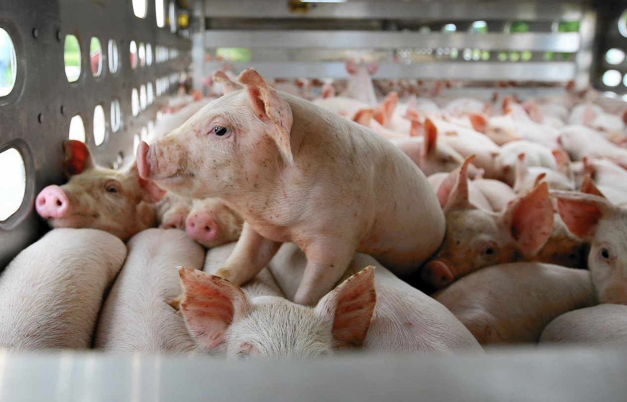 Giá thịt giảm mạnh, đại gia bán lỗ trại lợn