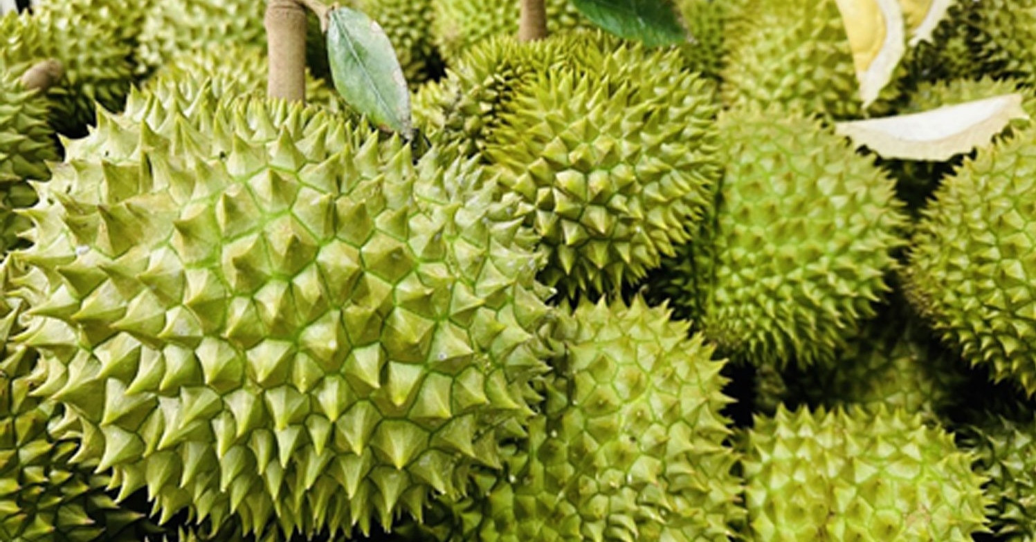 Đang rộ mùa lại đụng hàng Thái tại Trung Quốc, giá sầu riêng Việt lao dốc