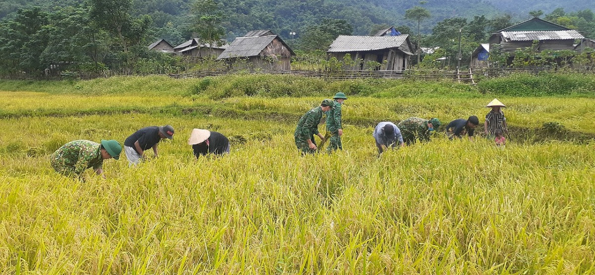 Đưa lúa nước lên bản giúp người Mày xoá đói, giảm nghèo