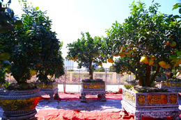 Đón Tết Bính Ngọ, khách sớm xuống tiền đặt cọc quất cảnh vì lo 'cháy hàng'